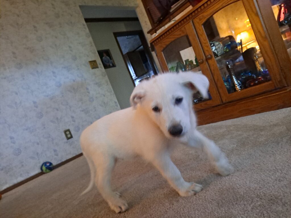 Update White German Shepherd Male 1 Year Old From Orin In MN Gunther White German Shepherds update-white-german-shepherd-male-1-year-old-from-orin-in-mn-gunther-white-german-shepherds